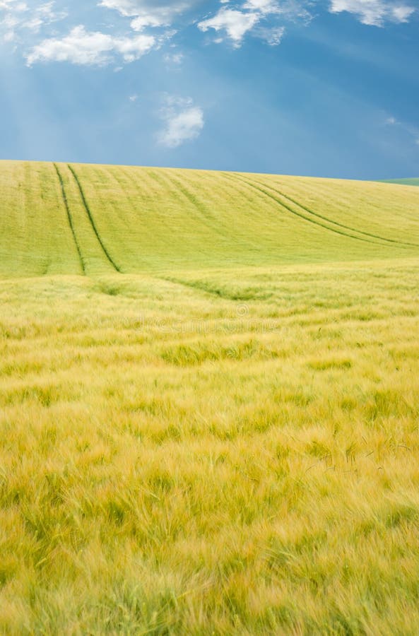 Landscape of field stock photo. Image of curve, champagne - 19823142