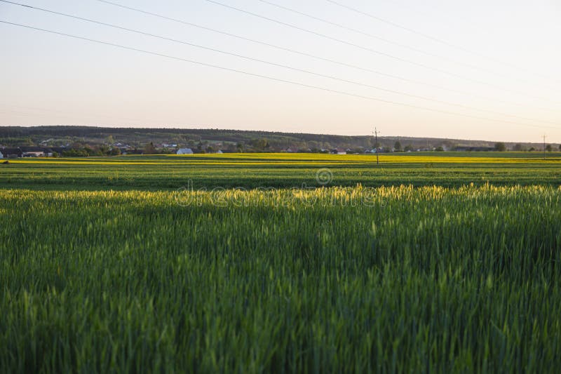 Landscape with Field Covered with Small Rye during Beginning of Spring ...