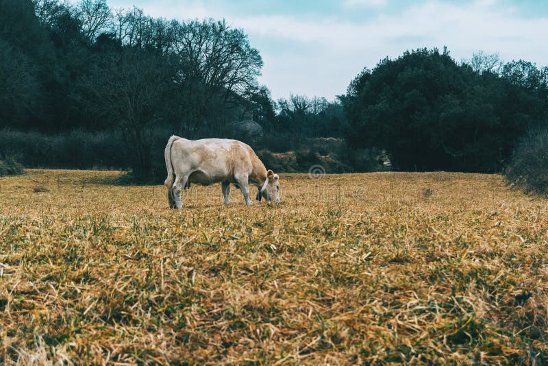 Landscape of a Field with a Cow Grazing Stock Photo - Image of grazing ...