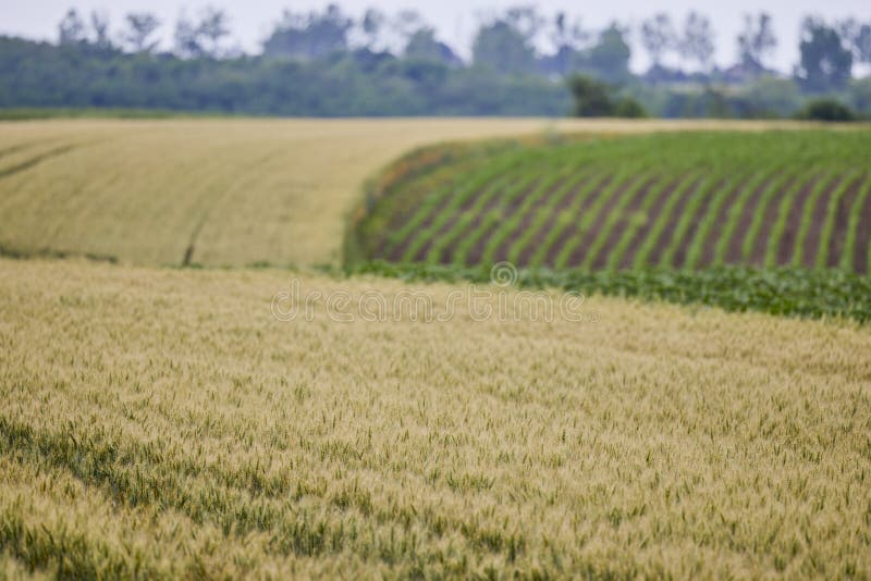 Landscape with Field with Different Agricultural Stock Photo - Image of ...