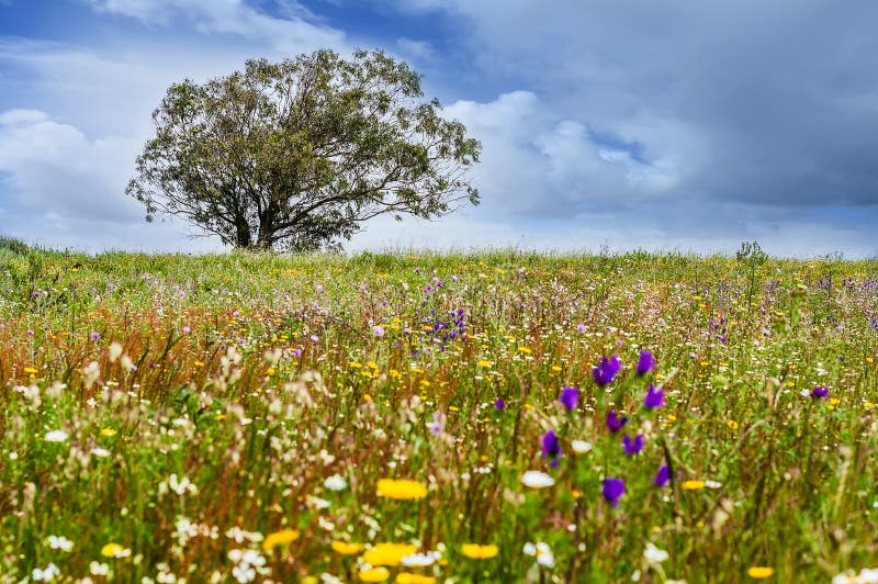 Landscape with a Field of Flowers and a Tree Stock Image - Image of ...