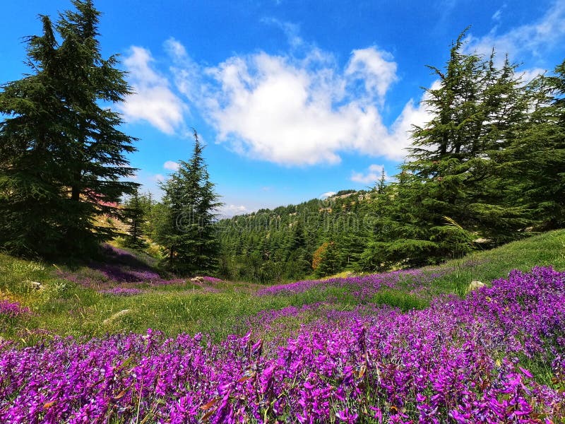 A Field Full of Purple Flowers and Herbs Stock Photo - Image of flowers ...