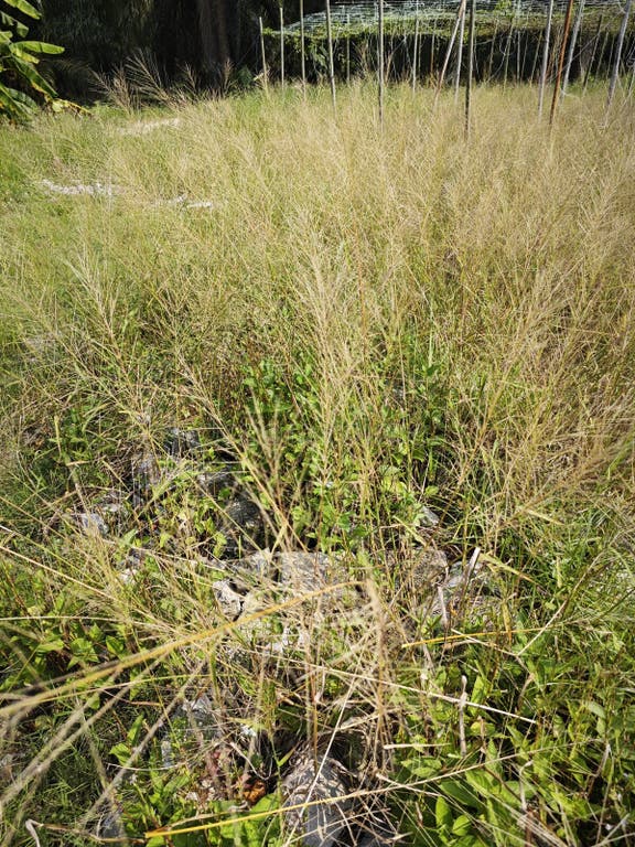 Landscape Field Full of Wild Switchgrass Bushes Stock Image - Image of ...