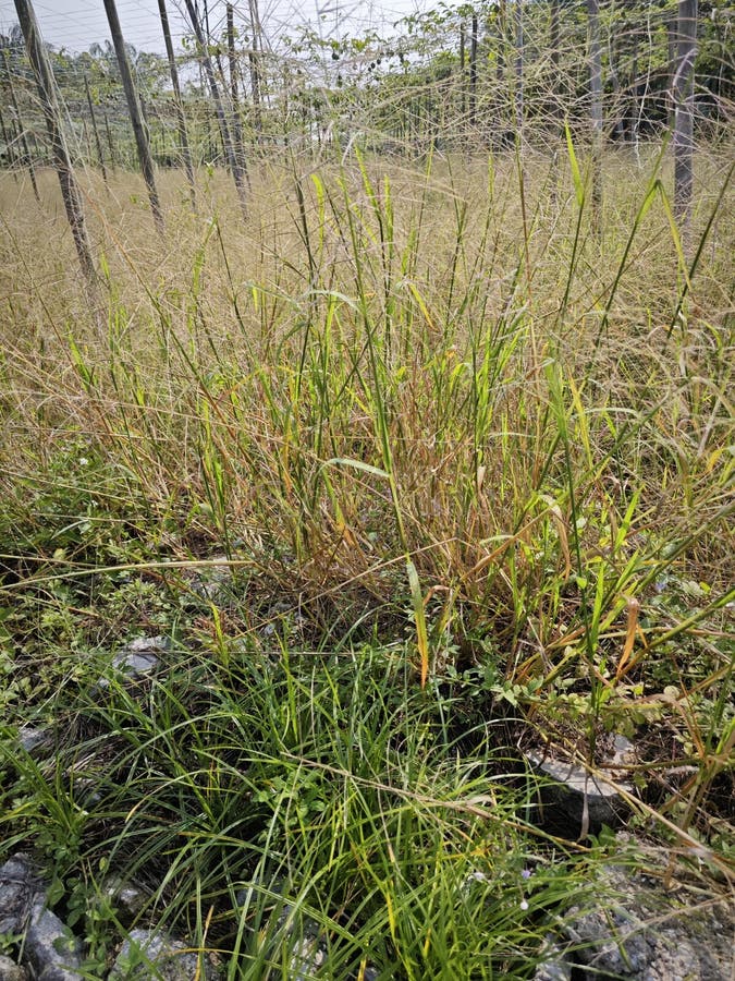 Landscape Field Full of Wild Switchgrass Bushes Stock Image - Image of ...