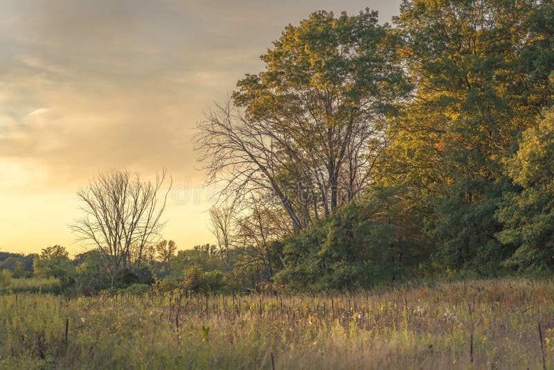 Landscape of a Field with Green Trees at Sunset Stock Image - Image of ...