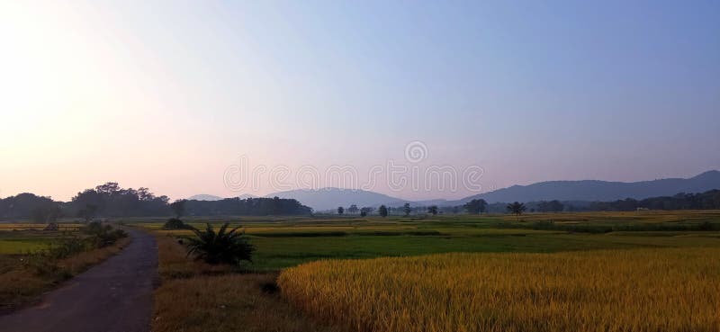 Landscape View of Crop Field Stock Image - Image of growing, outside ...