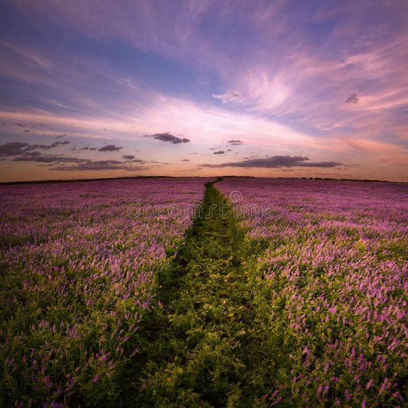 Landscape. Field of Lilac Flowers. Stock Photo - Image of field, rural ...