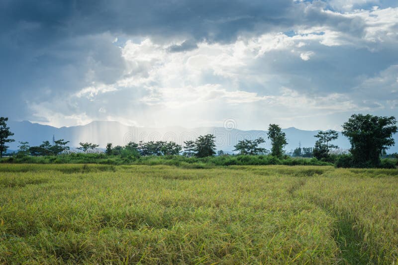 Field rice with clouds sky stock photo. Image of landscape - 116283852