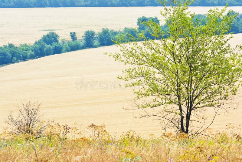 Landscape with Field with Ripe Wheat, Tree and Meadow. Stock Photo ...