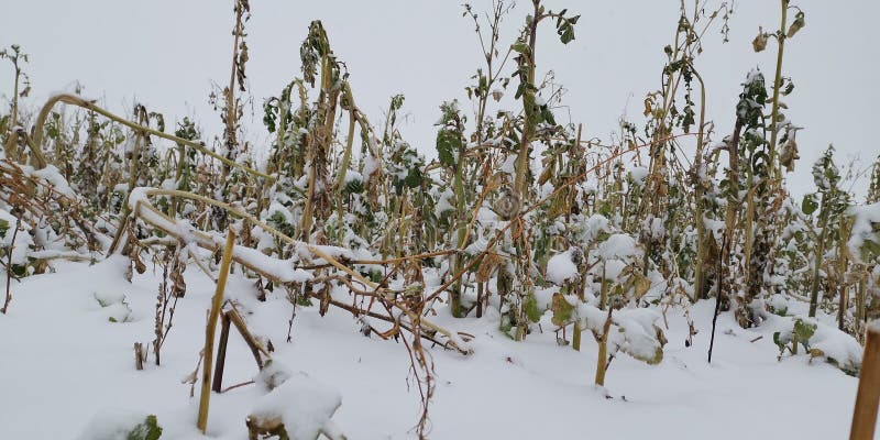 Landscape Field in Snow Time Stock Image - Image of spruce, blizzard ...