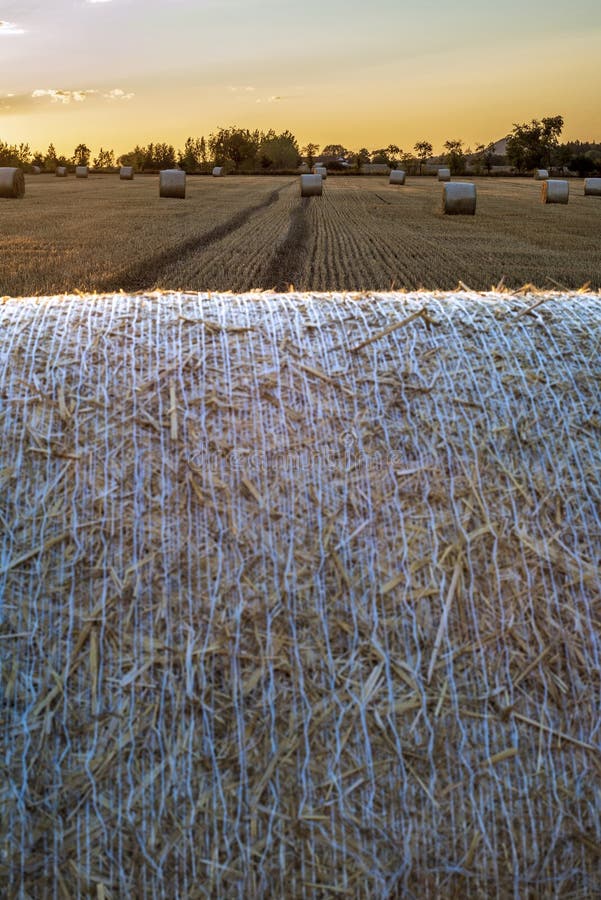 Landscape with Field and Straw Bales at Sunset Stock Photo - Image of ...