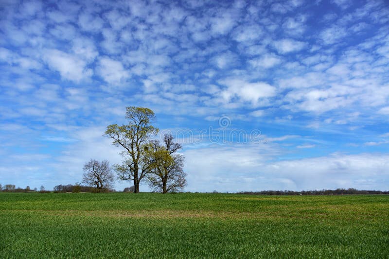 Landscape Field Tree, Three Trees in a Field, Spring Field Landscapes ...