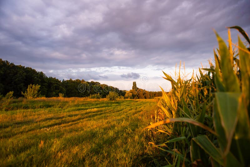 Landscape with a Field and Trees in the Rays of the Evening Sun. Stock ...