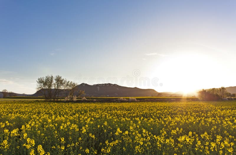 Landscape with a Field of Yellow Flowers at Sunset Stock Photo - Image ...
