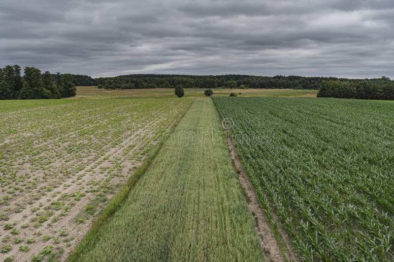 Landscape with Fields during Cloudy Day in Summer Season Stock Image - Image of plain, landscape ...