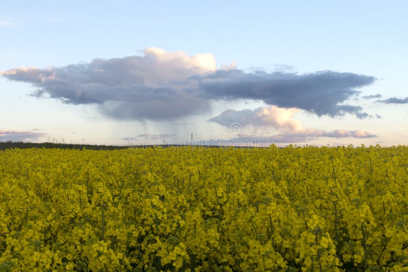 Rapeseed Fields with a Dramatic Sky at Sunset. Stock Photo - Image of ...