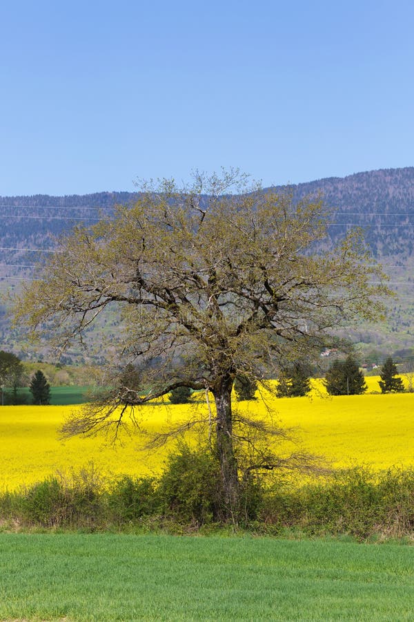 Landscape of fields stock photo. Image of mount, jura - 58559924