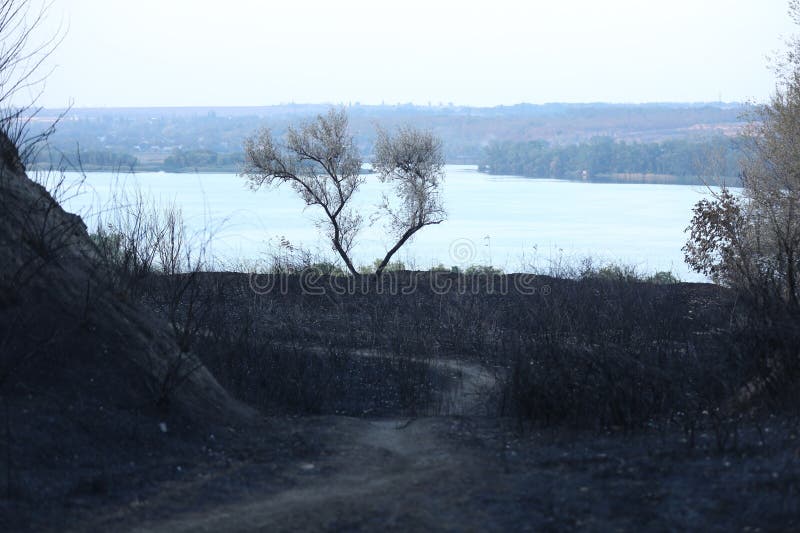 Landscape after the Fire with Burnt Forest Stock Image - Image of ...