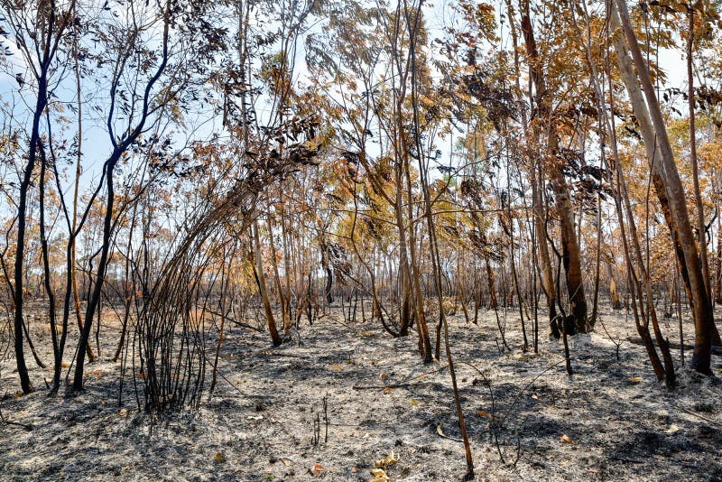 Landscape after the fire stock photo. Image of landscape - 80614224