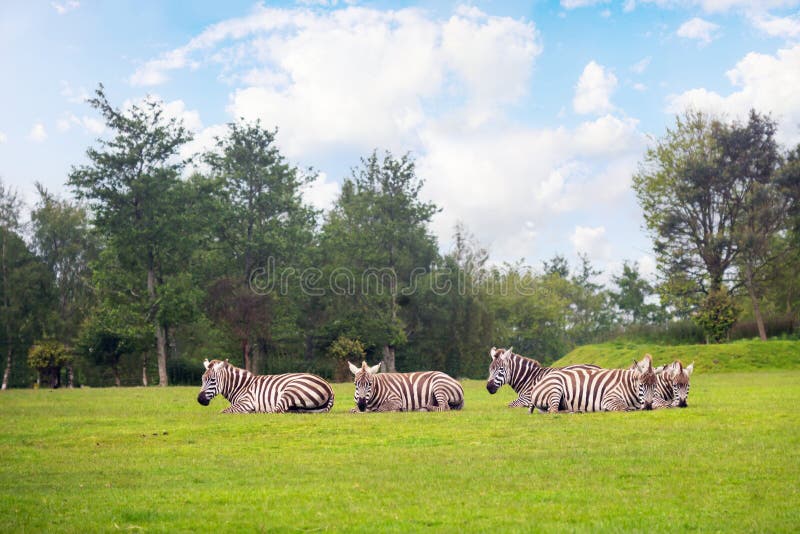 Landscape with Five Zebras Lying on the Grass Stock Image - Image of ...