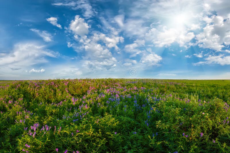 Landscape with Flower Meadow Stock Image - Image of blooming, nature ...