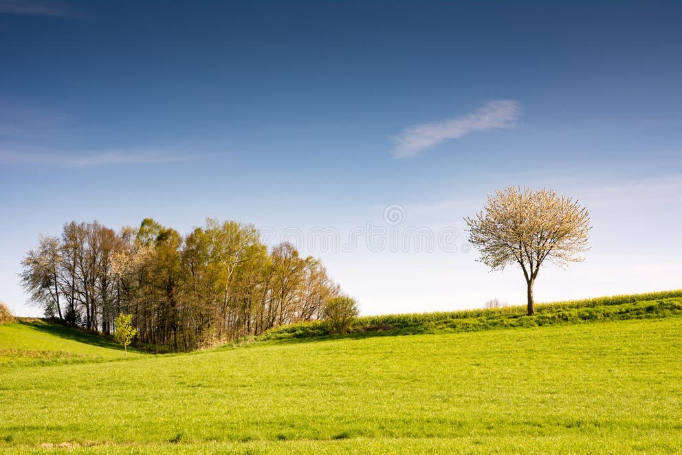 Landscape with a Flowering Tree Stock Image - Image of springtime ...
