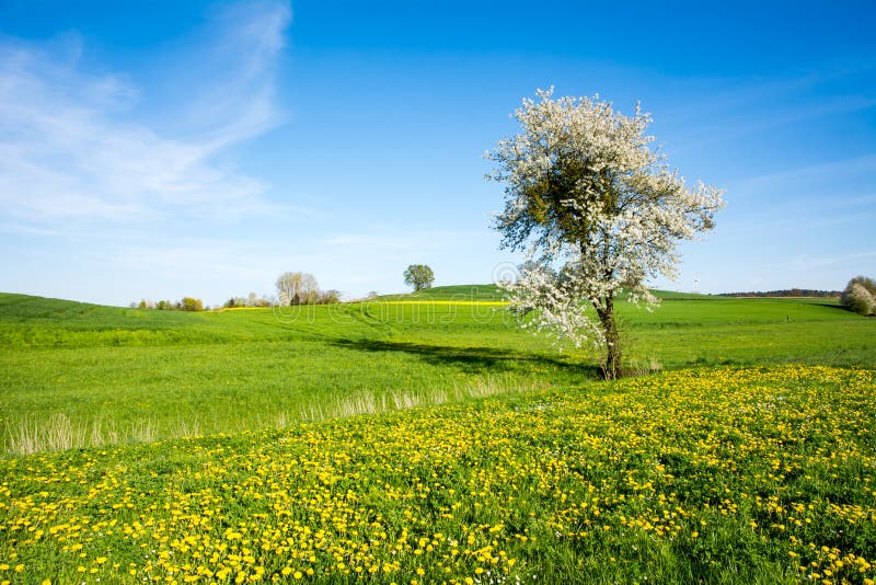 Landscape with a Flowering Tree Stock Image - Image of grass, rural ...