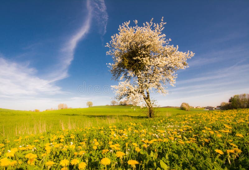 Landscape with a Flowering Tree Stock Photo - Image of blossoming ...