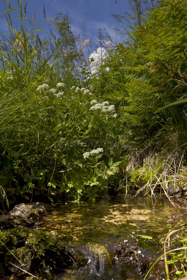 Landscape Flowers Near Creek Stock Photo - Image of summer, water: 73639818