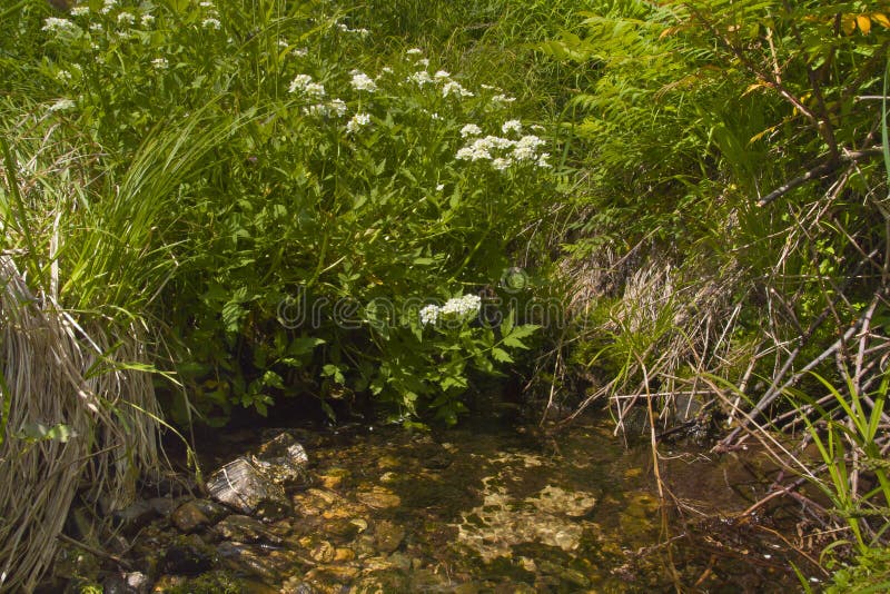 Landscape Flowers Near Creek Stock Photo - Image of tree, river: 73641502