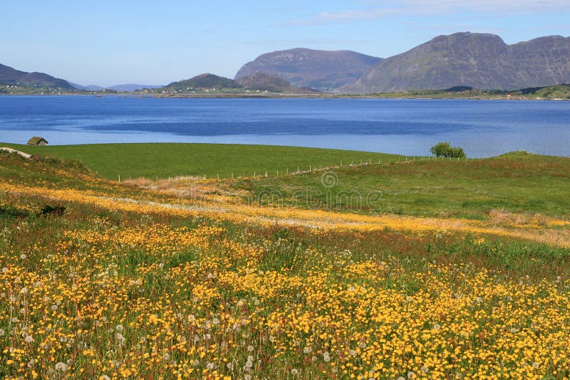 Landscape With Flowers Near Water Stock Photo - Image of blade, norway ...