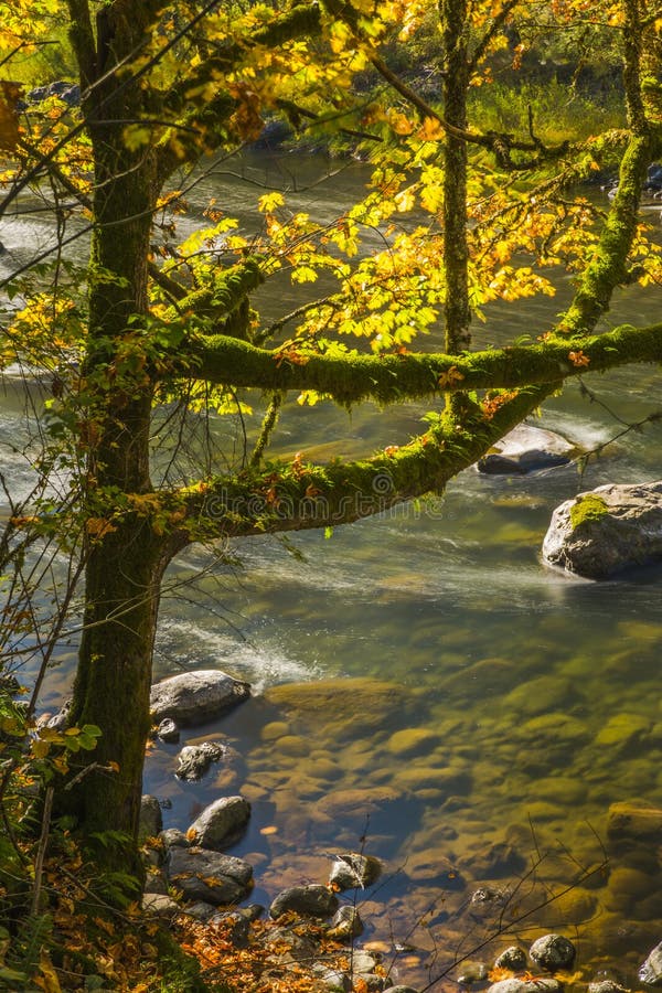 Landscape of Flowing Creek with Slow Shutter Stock Image - Image of ...