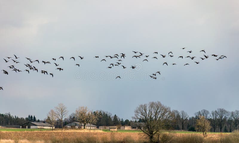 Landscape with Flying Birds, Bird Migration in Spring and Autumn Stock ...