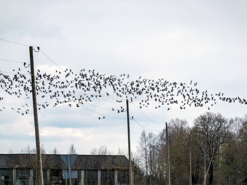 Landscape with Flying Birds, Bird Migration in Spring and Autumn Stock ...