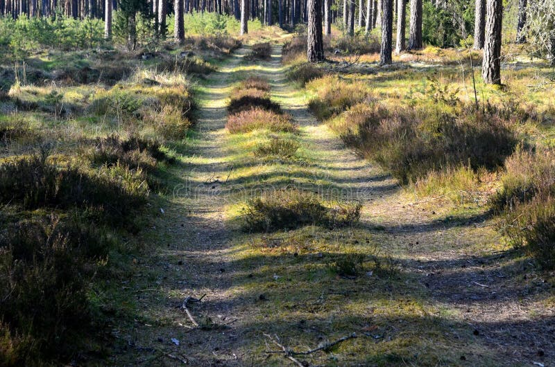 Landscape with Footpath in a Dark Pine Forest Stock Photo - Image of ...