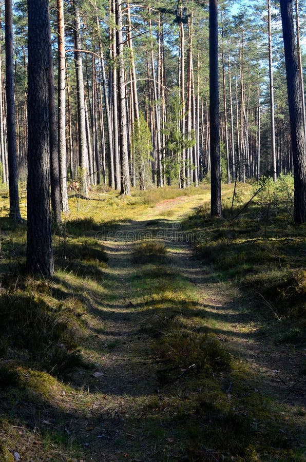 Landscape with Footpath in a Dark Pine Forest Stock Image - Image of ...