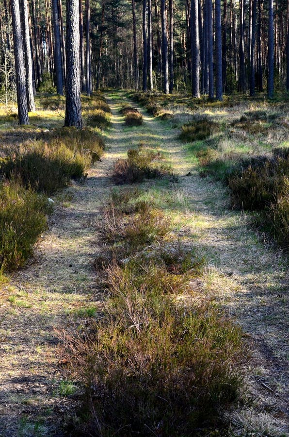Landscape with Footpath in a Dark Pine Forest Stock Photo - Image of ...