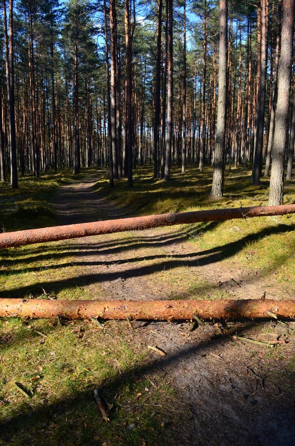 Landscape with Footpath in a Dark Pine Forest Stock Photo - Image of ...