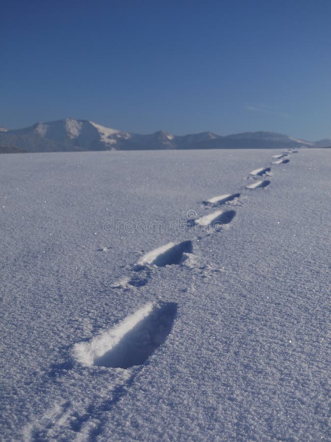 Footsteps in the snow stock photo. Image of footprint - 101637388