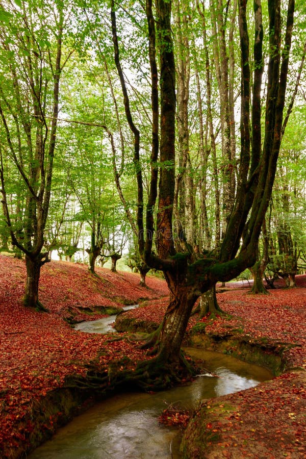 Forest in the Basque Country Stock Image - Image of natural, scenic ...