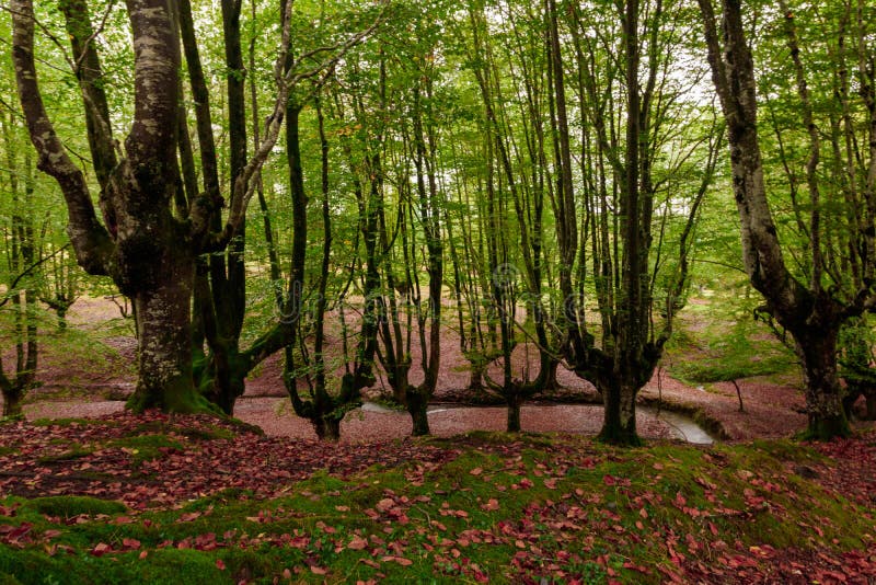 Forest in the Basque Country Stock Image - Image of natural, scenic ...