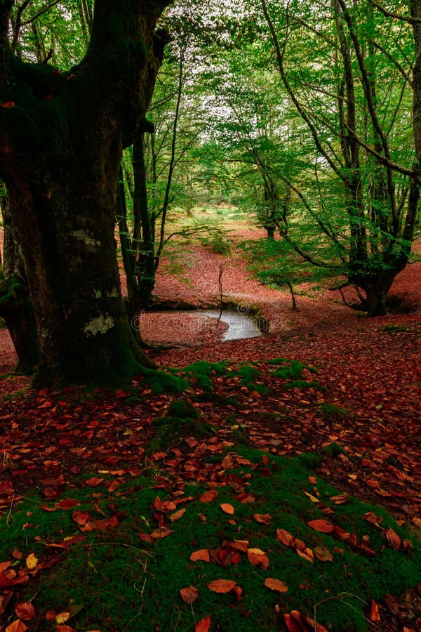 Forest in the Basque Country Stock Image - Image of natural, scenic ...
