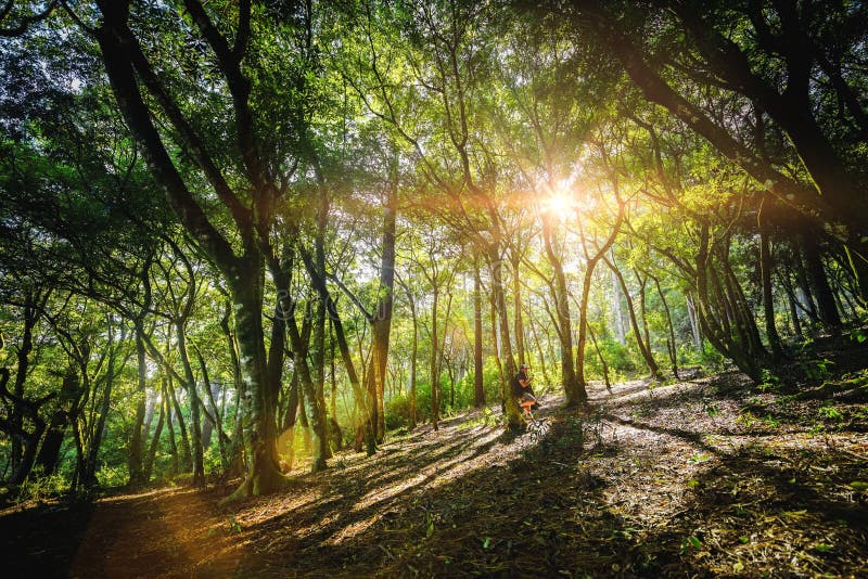 Landscape of a Forest Covered in Trees Under the Sunlight at Daytime ...
