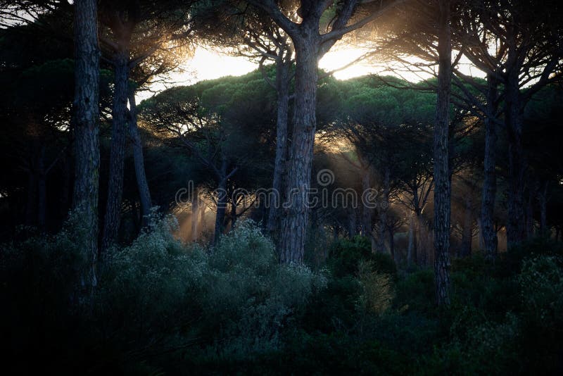 Landscape of a Forest Covered in Trees Under the Sunlight at Daytime ...