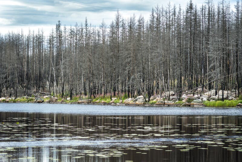 Landscape with a Forest of Dead Black Trees Stock Image - Image of ...