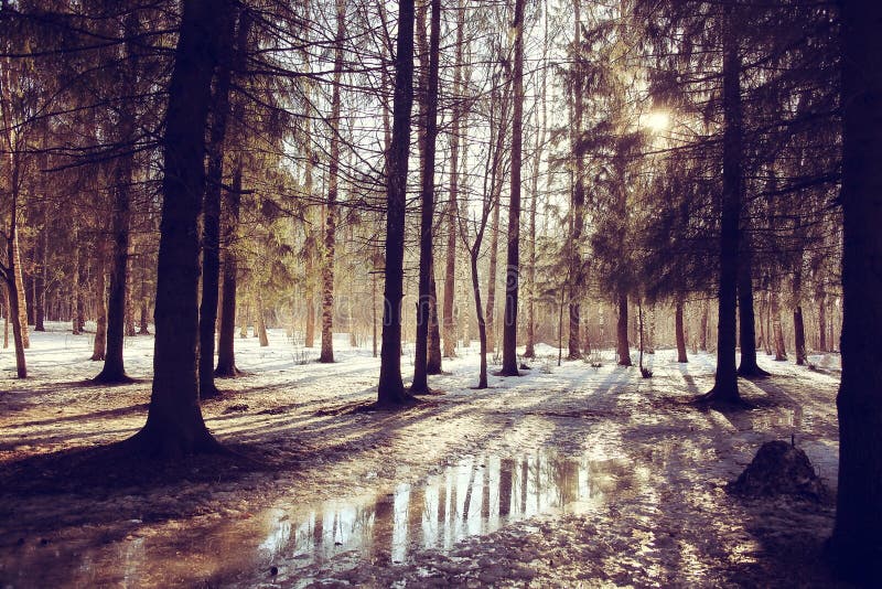 Landscape forest stock image. Image of bright, beautiful - 69098975