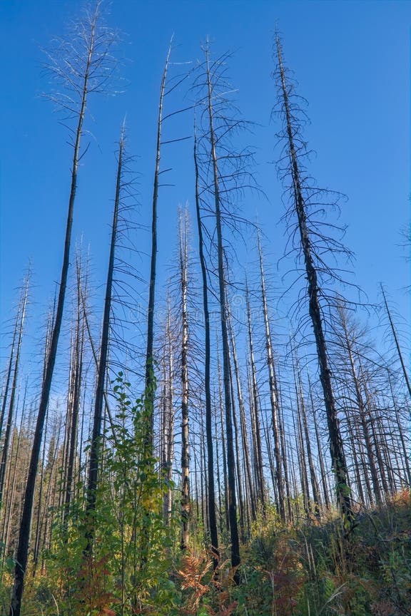 The Landscape after a Forest Fire. Bare Trunks of Fir Trees in the ...
