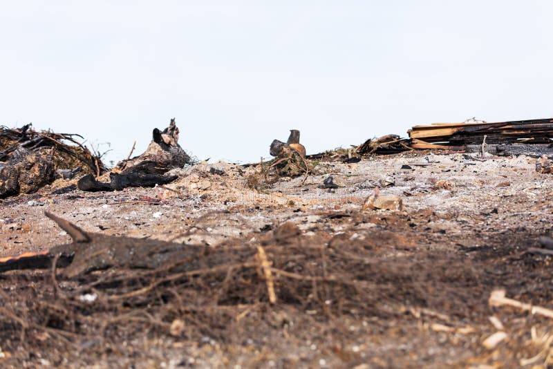 Landscape after a Forest Fire Stock Image - Image of catastrophe ...