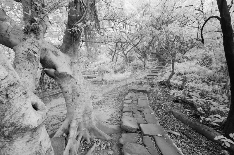 Landscape of forest stock image. Image of scenic, infrared - 40309025