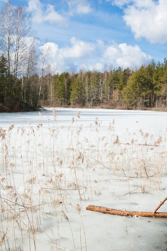 Landscape at the Forest Lake Stock Image - Image of cold, lake: 24150293